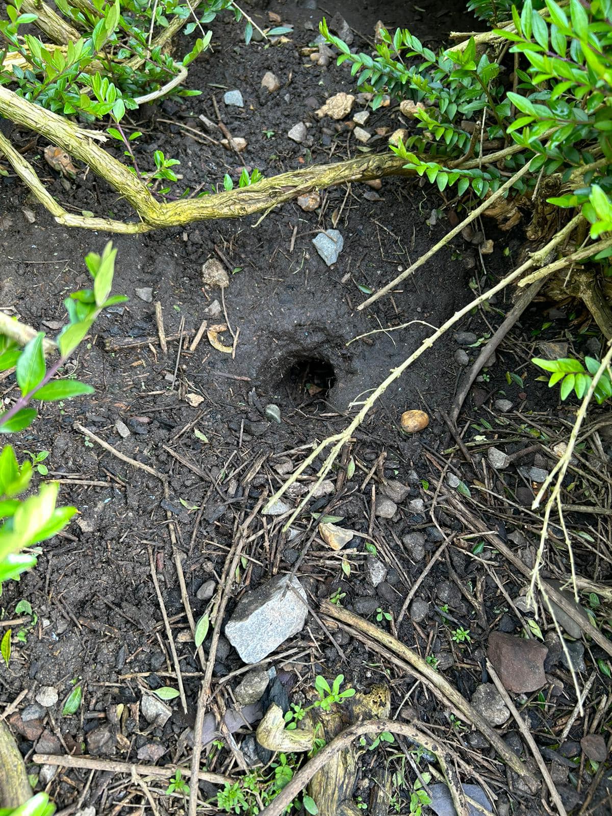 Rat Control Aberdeen & Aberdeenshire | Book A Survey | LPPC Environmental