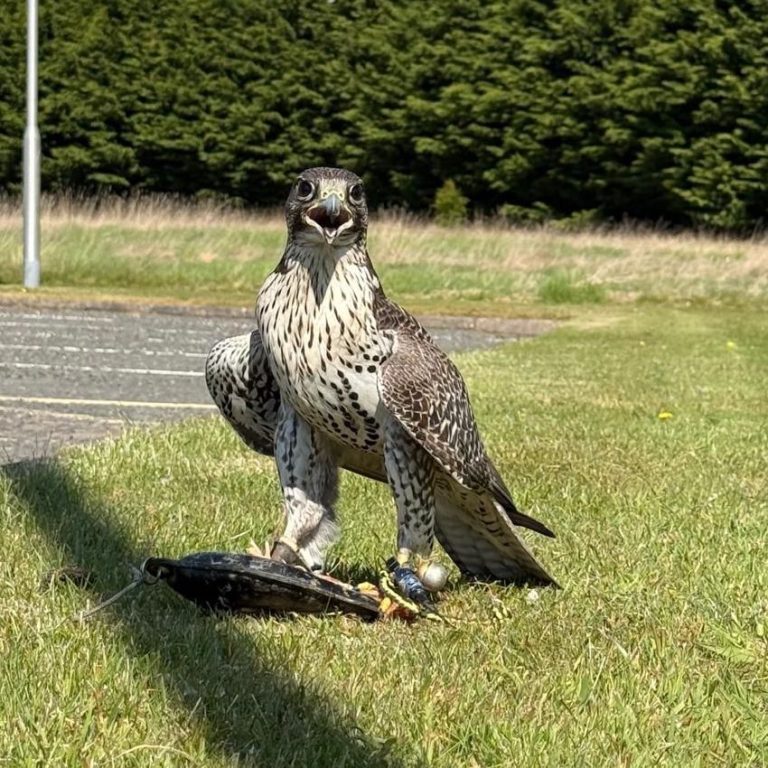 Birds Used In Falconry | Falconry Birds Guide