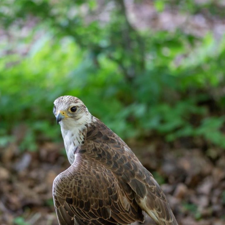 Birds Used In Falconry | Falconry Birds Guide
