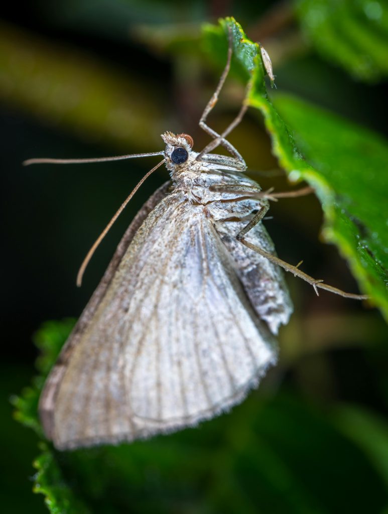Moth Control | Aberdeen | LPPC Environmental
